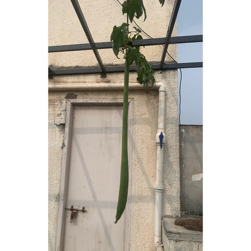 Thai XXL Luffa (Giant sponge gourd) | O' naturale