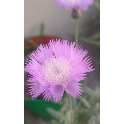 Sweet Sultan Flower | O' naturale