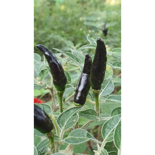 Black cobra Pepper | O' naturale