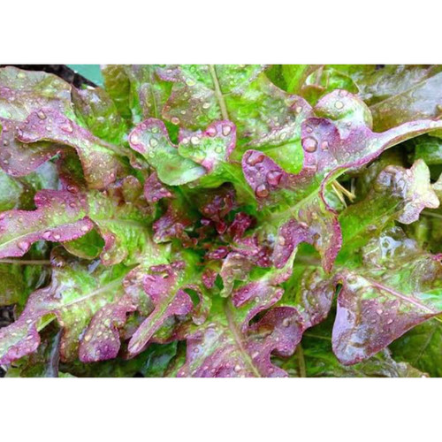 Bronze Beauty Lettuce | O' naturale