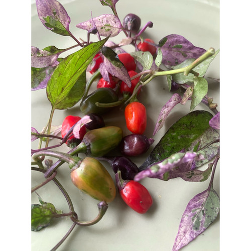 Jigsaw pepper | O' naturale