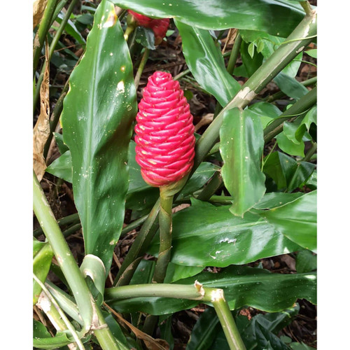 Shampoo ginger (Small-medium rhizome) | O' naturale