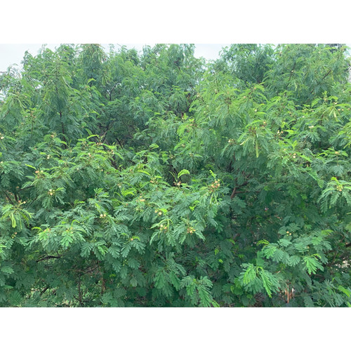 Subabul Tree (Leucaena) | O' naturale