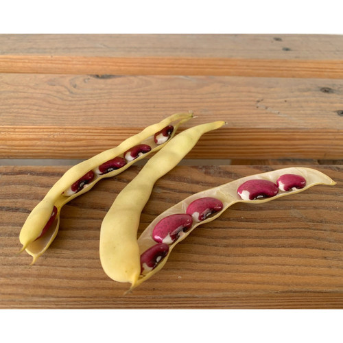 1500-Year-Old Cave Bean | O' naturale