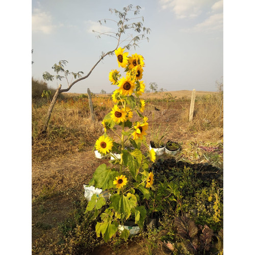 Hopi Black Dye Sunflower | O' naturale