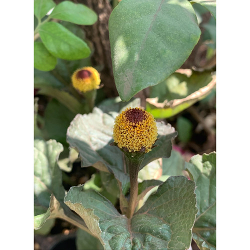 Toothache plant | O' naturale