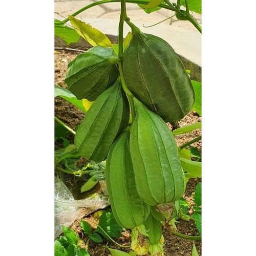 Cluster ridge gourd | O' naturale