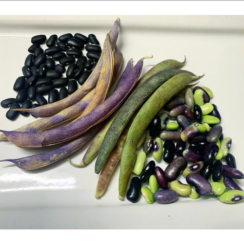 Himalayan Black Bean | O' naturale