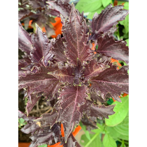 Purple Ruffles Basil | O' naturale