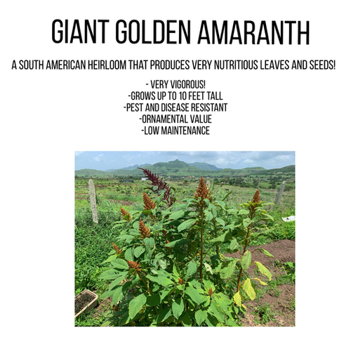 Giant Golden Amaranth | O' naturale
