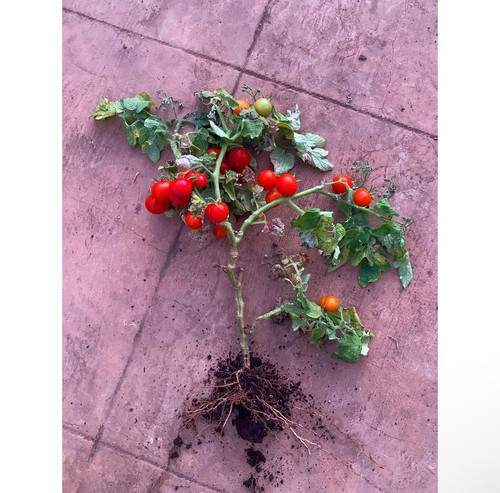Red Robin Microdwarf Tomato | O' naturale