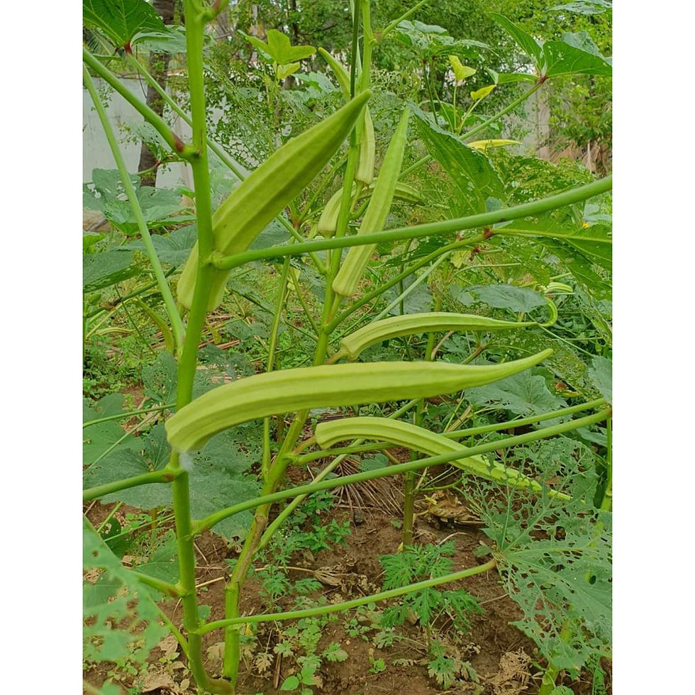 Louisiana 16 inch long pod okra | O' naturale