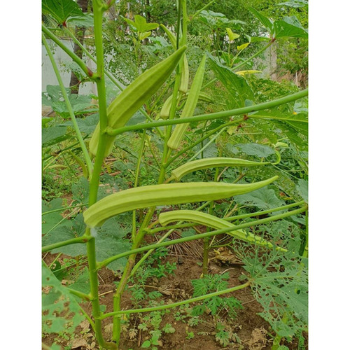Louisiana 16 inch long pod okra | O' naturale