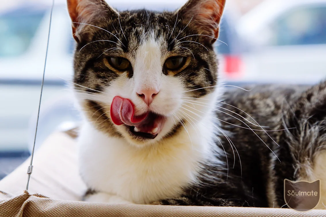 Котокафе в Санкт-Петербурге / Cat cafe in St-Petersburg