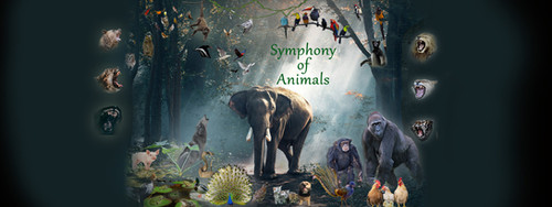 Symphony of Animals | Symphony of Animals
