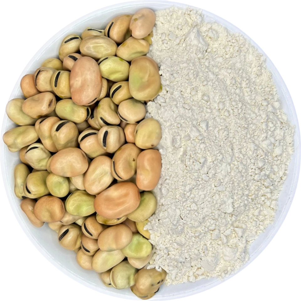 Faba Bean Flour Supplier & Distributor | TFB Trading