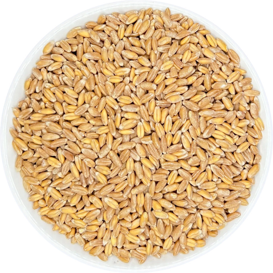 Spelt Grain Supplier & Distributor | TFB Trading