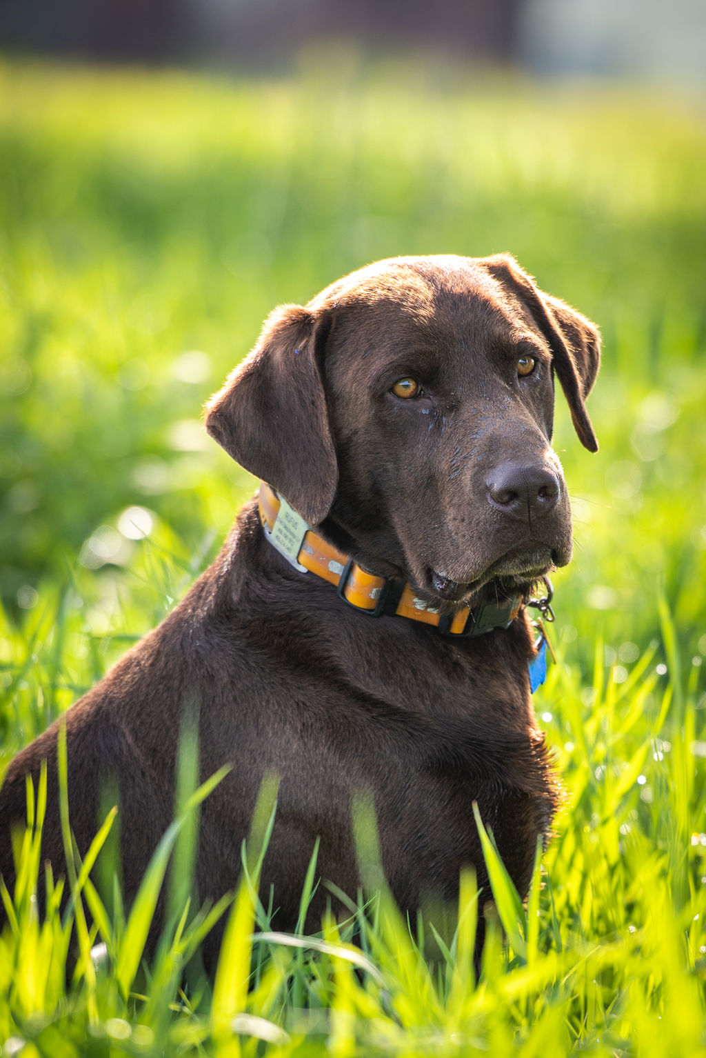 English Labrador Puppies | Frenchtown, MT | Bear Bones Labradors