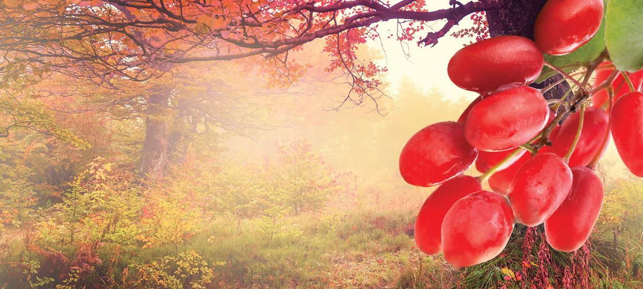 Wholesale Cannabis Products WA | Washington State Cannabis