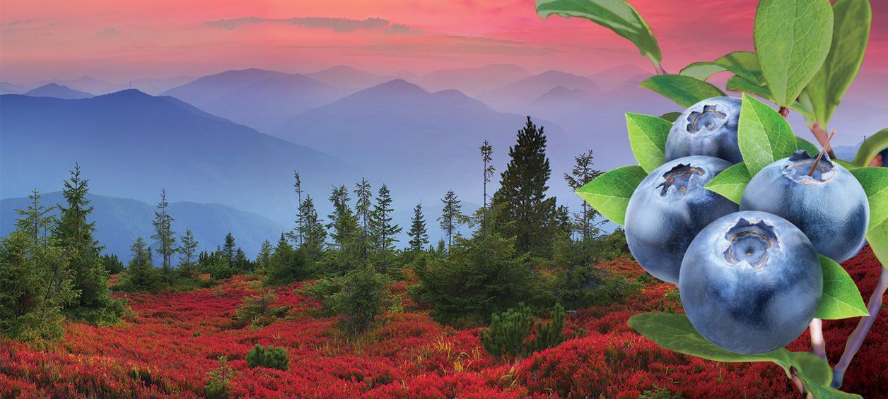 Wholesale Cannabis Products WA | Washington State Cannabis