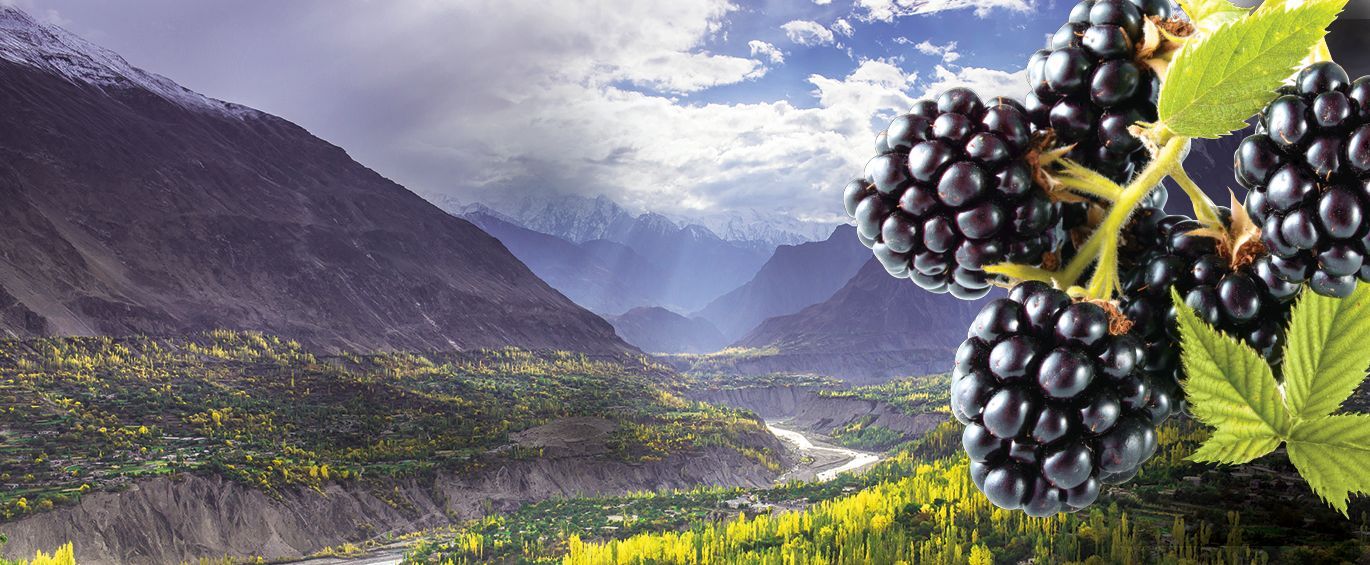 Wholesale Cannabis Products WA | Washington State Cannabis