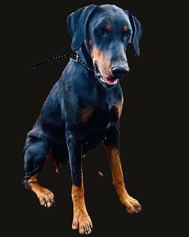 dobermanas suo