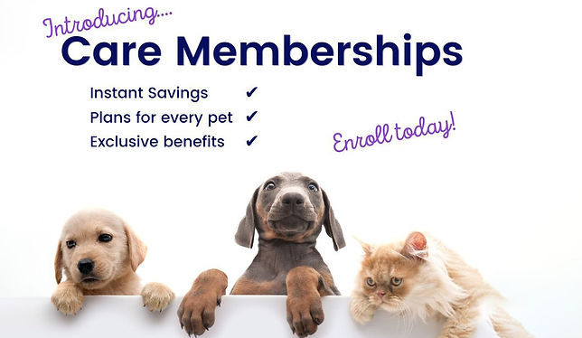 Clover Basin Animal Hospital | Small Animal Veterinarian In Longmont