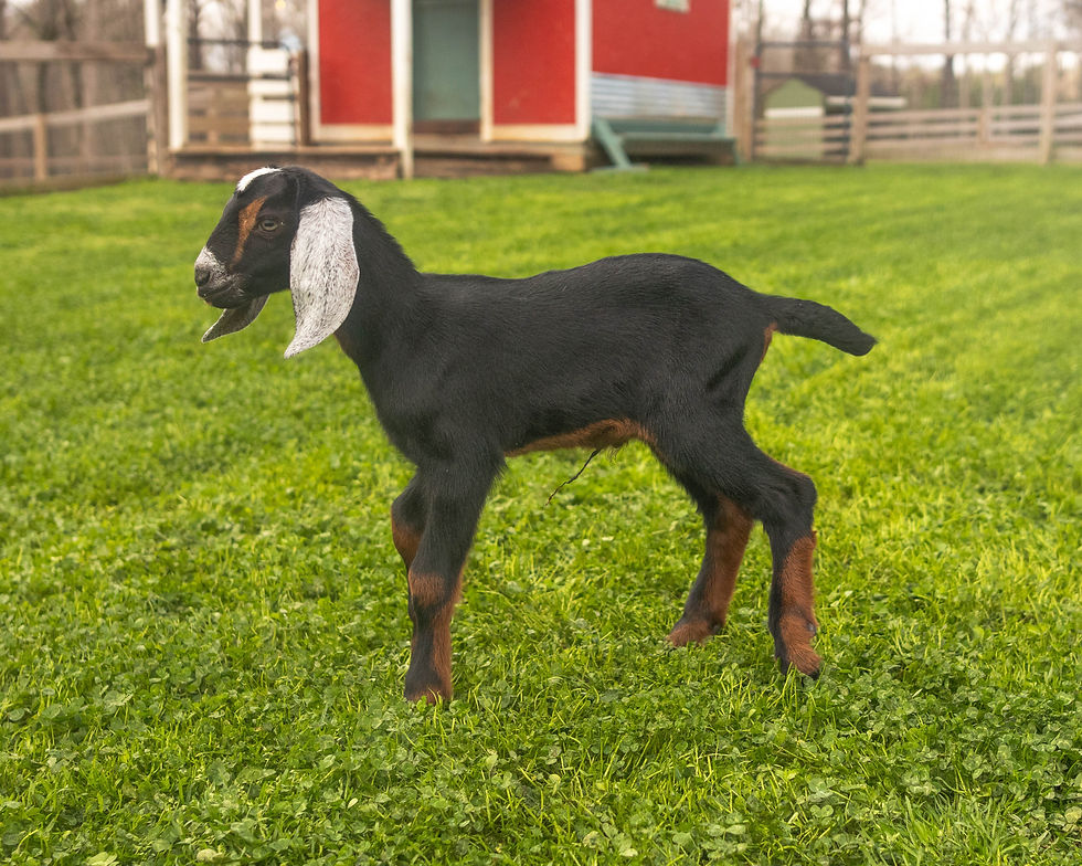 Goats for Sale | Goat Daddy's Farm