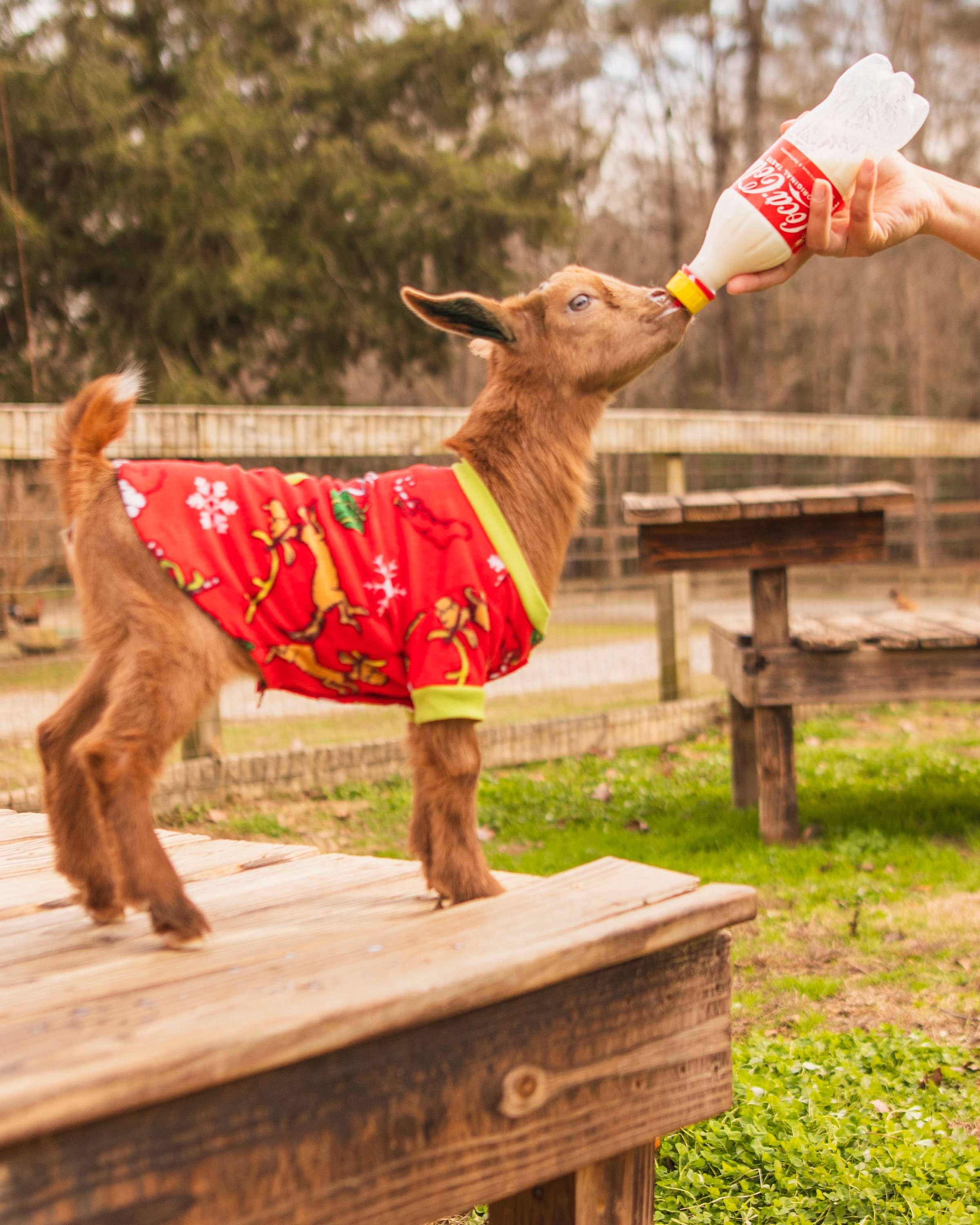 OPEN DAY + BABY GOAT BOTTLE FEEDING | Goat Daddy's Farm