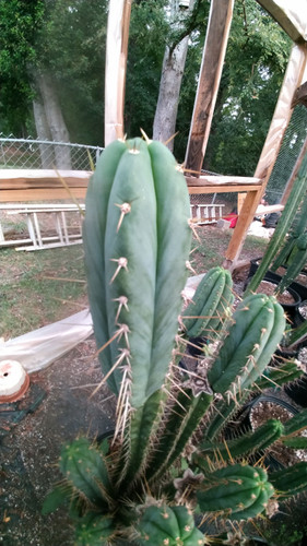 SS02-01 X Ler FAT 12" tip cutting FREE SHIP!!! | Eastern Star Cactus