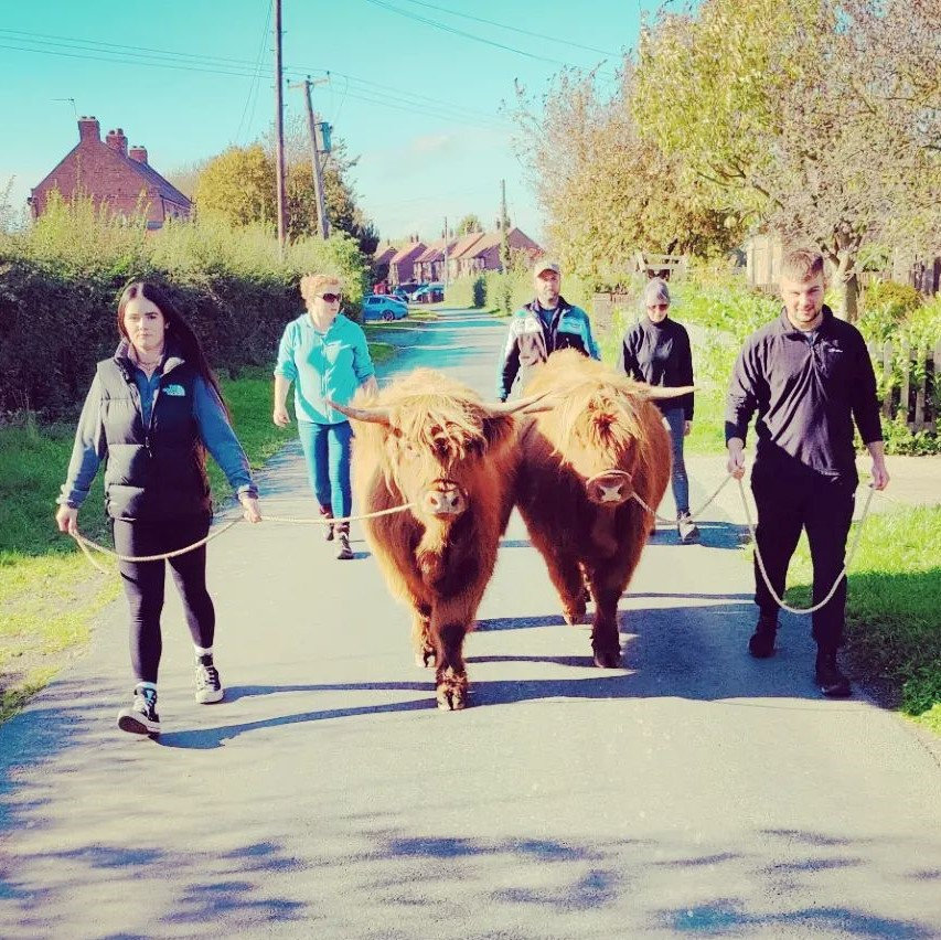 Highland cow trekking | Dumble Farm