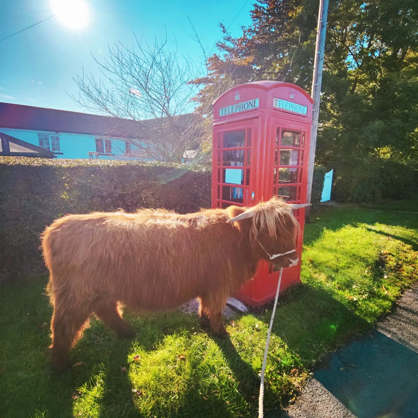 Sponsor A Highland Cow | Dumble Farm | Arram