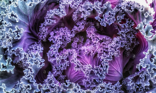 3 Plantines Repollo-Morado | Plantin.cl