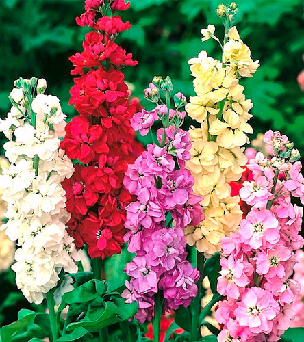 4 Plantines Alhelí | Plantin.cl