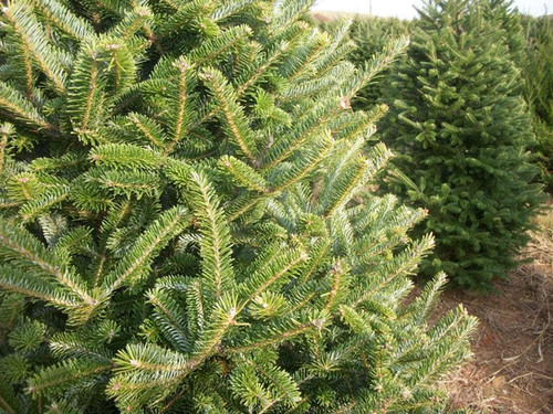Balsam Fir Tree | Northern Border Tree