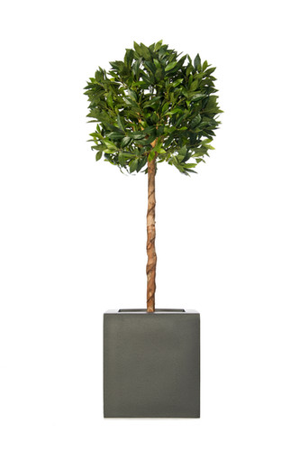 Artificial Bay Tree with Geo Cube Planter