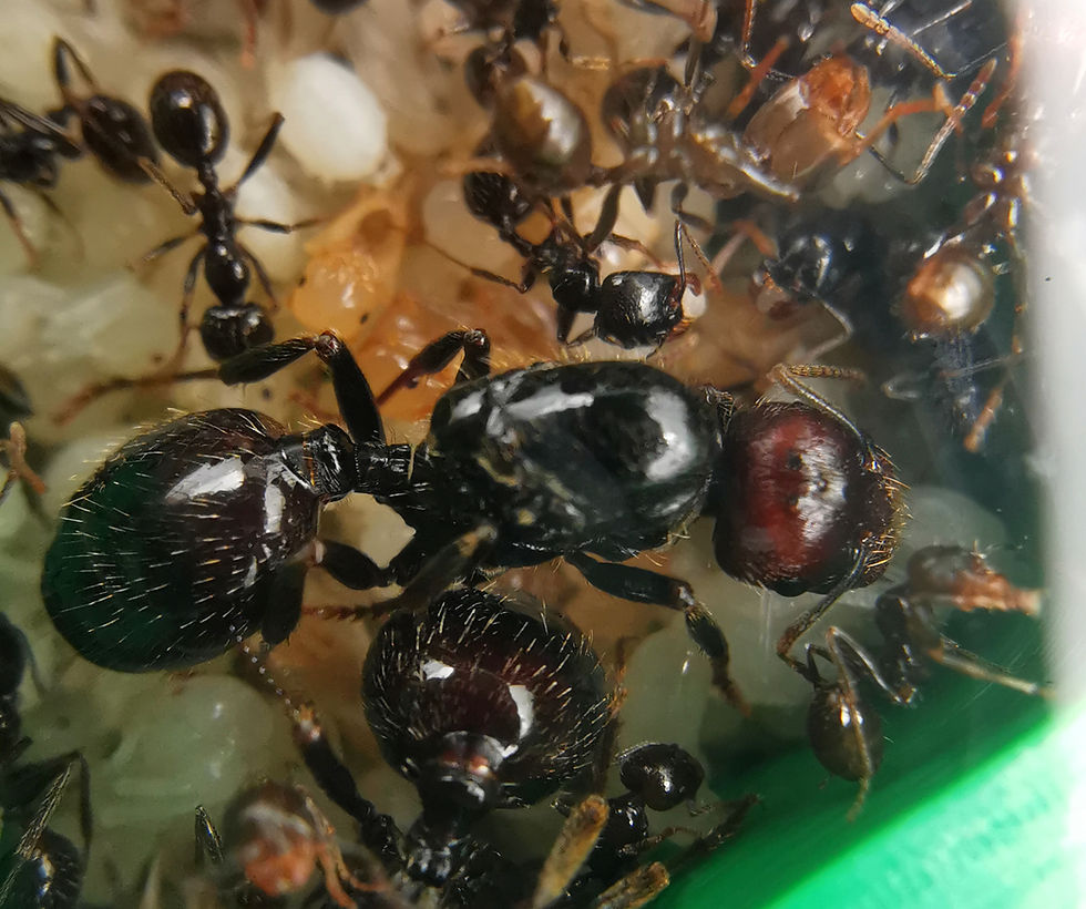 Fiche d'élevage des Messor barbarus