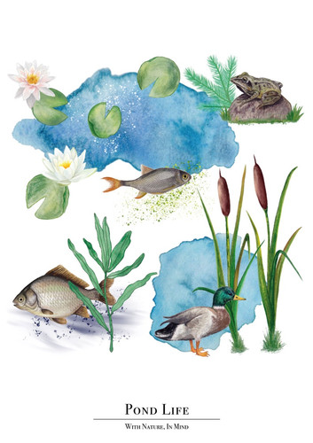 Pond Life Illustration Art Print | Wild City UK