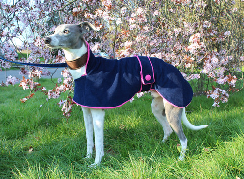 Dulwich Hamlet Dog | well dressed whippet