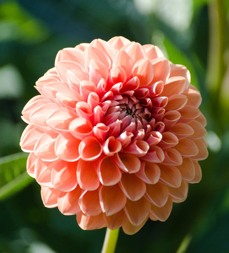 Rose Toscano | Fields’ Folly