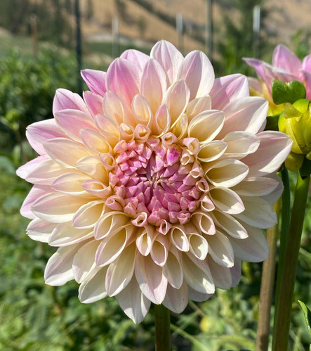 Coralie | Fields’ Folly