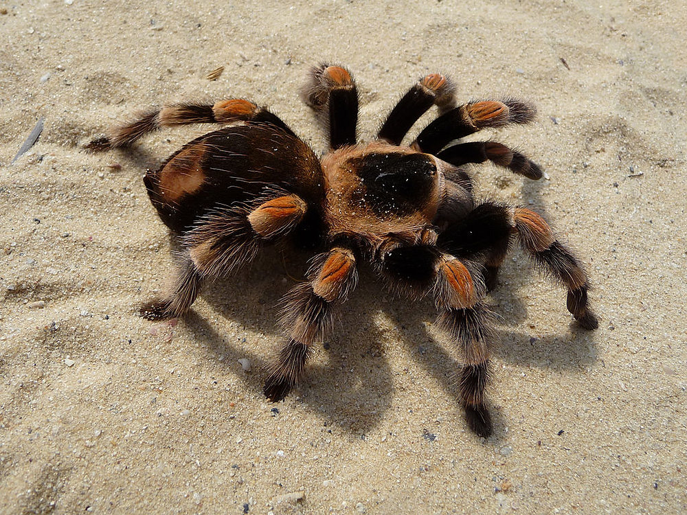 Mass Tarantula Migration Set to Take Place