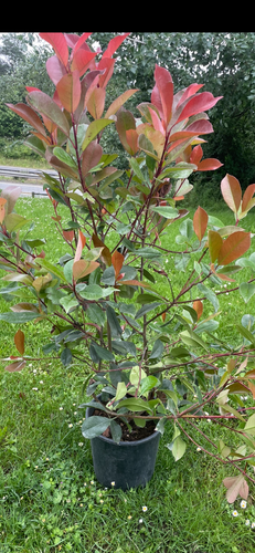 5ft red robin photinia | Laurels 4 Less