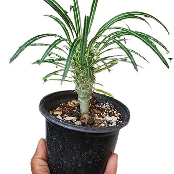 Pachypodium geayi 'madagascar palm' | The Magic Walnut https://static ...