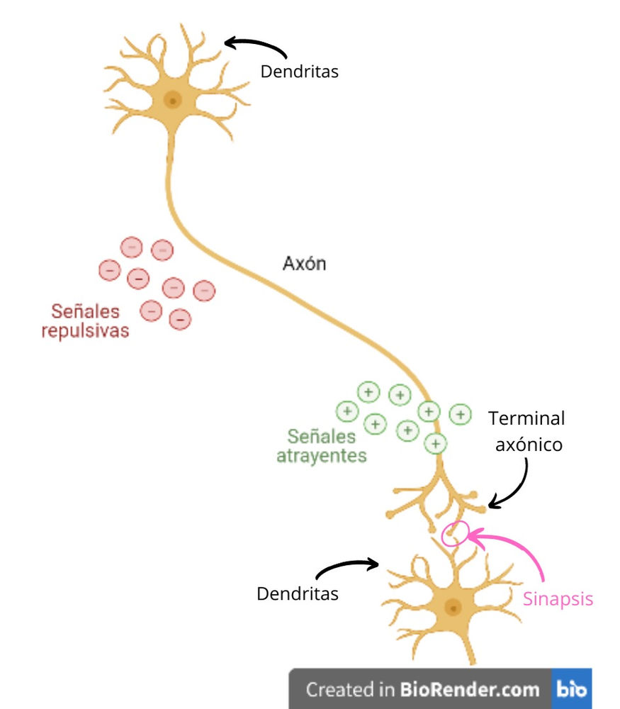 Conexiones neuronales, ¿Cómo encuentra una neurona a otra?
