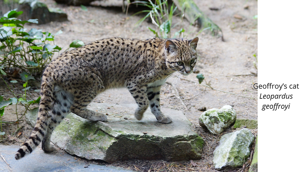 New research blog: The role of zoos in the conservation of Brazilian ...