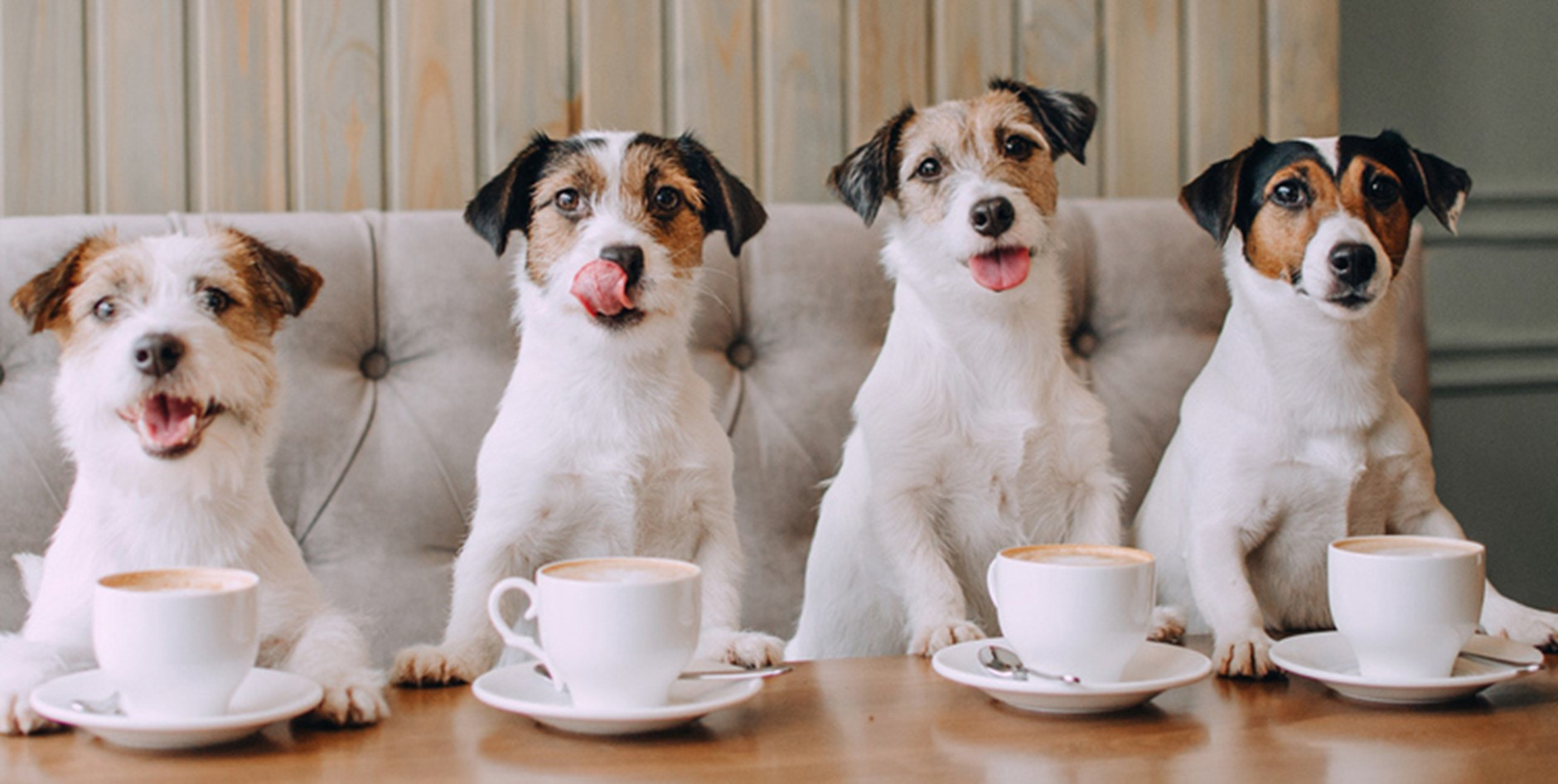 Dog Coffee Morning | Belgian Club Dubai