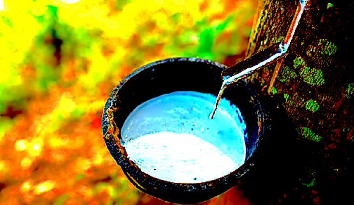 The Rubber Tree | Tree Media