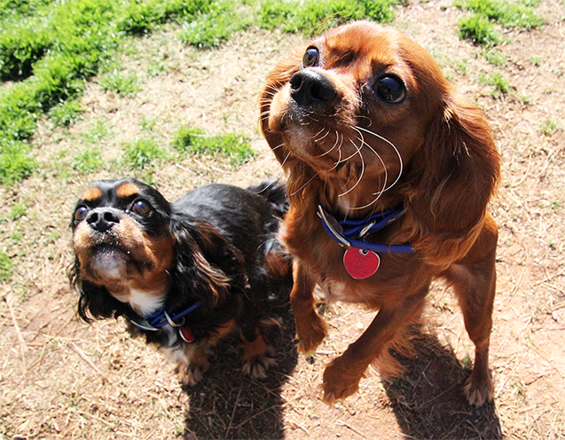 Auburn Veterinary Clinic | Moores Mill Animal Hospital | United States