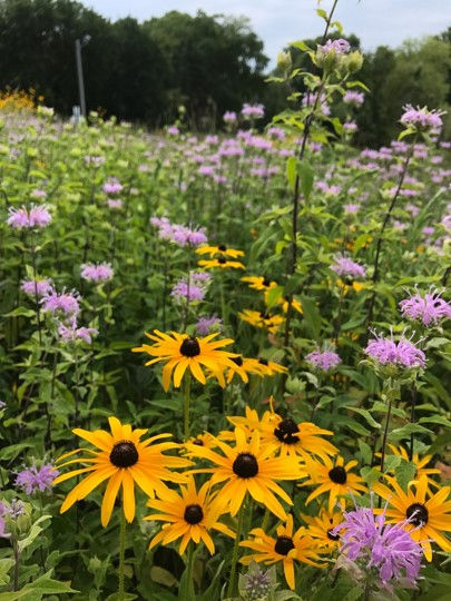 Specialty, Seed Mixes and Plant Kits | Wright SWCD